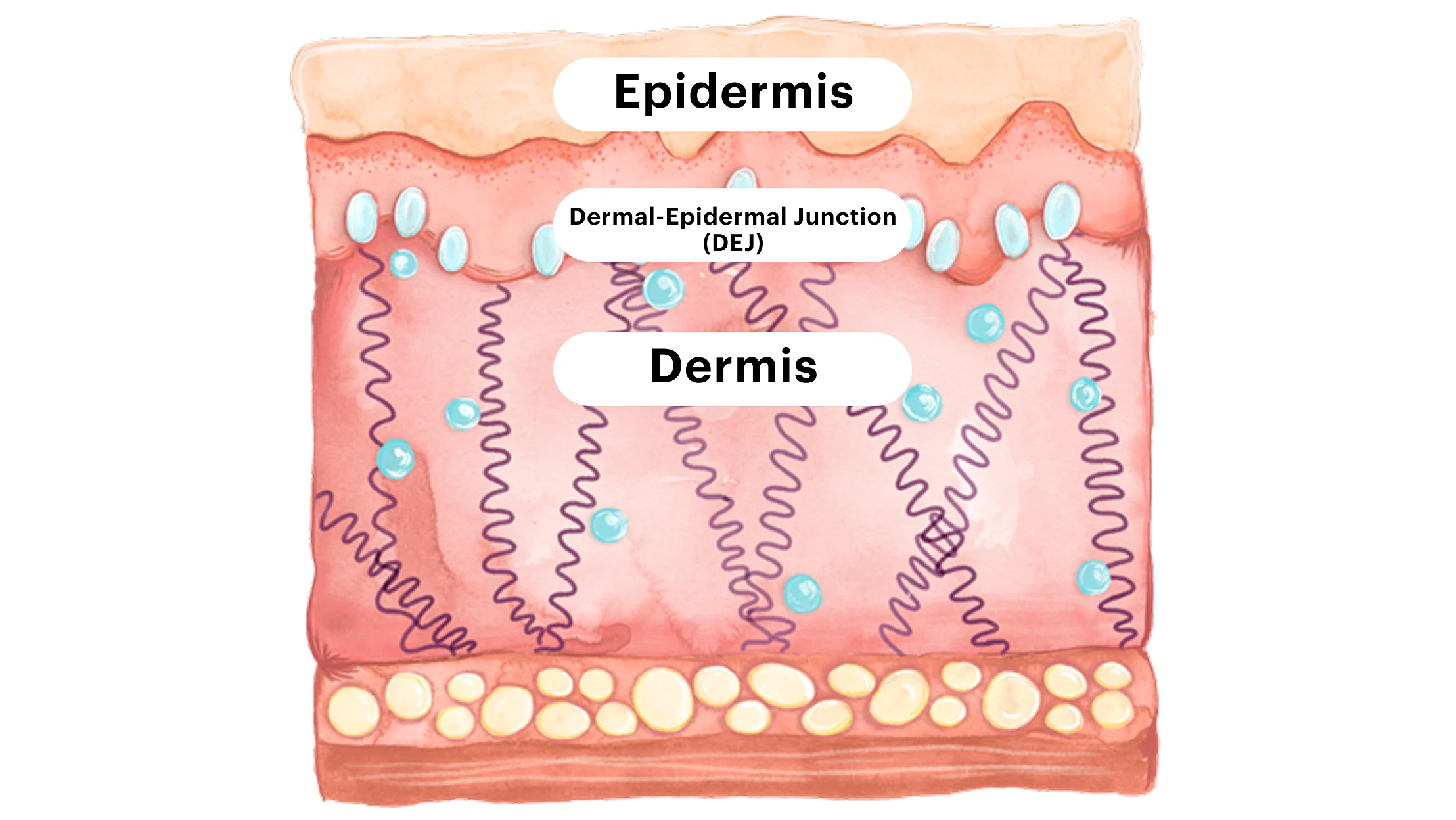 epidermal dermal junction